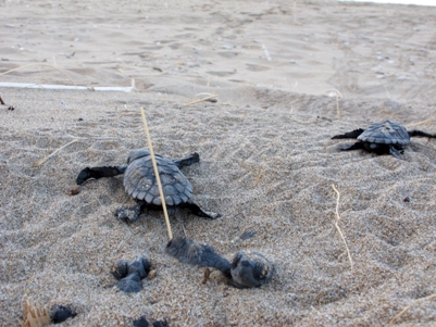 Zakynthos National Marine Park